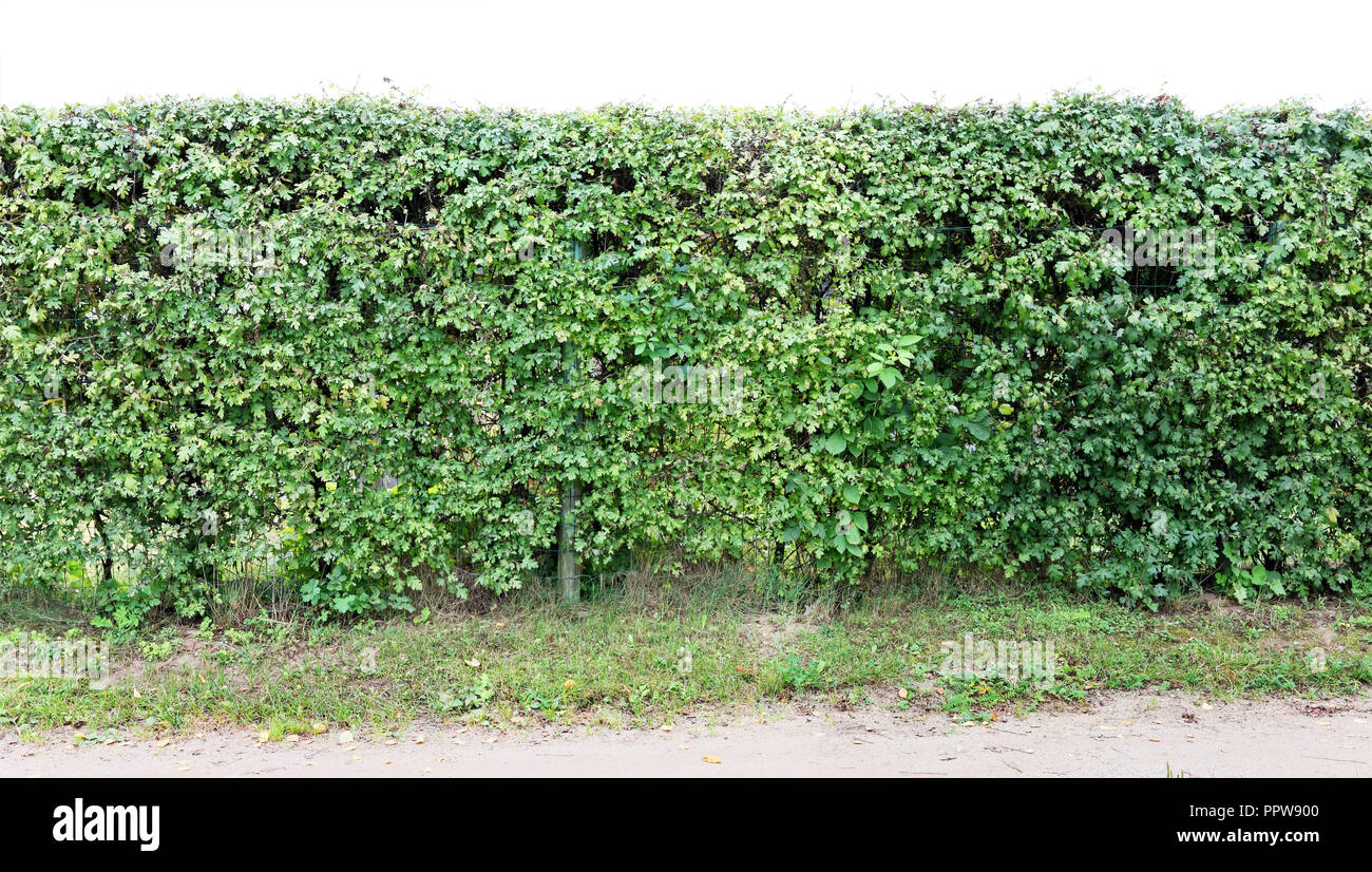 Asper grass hi-res stock photography and images - Alamy