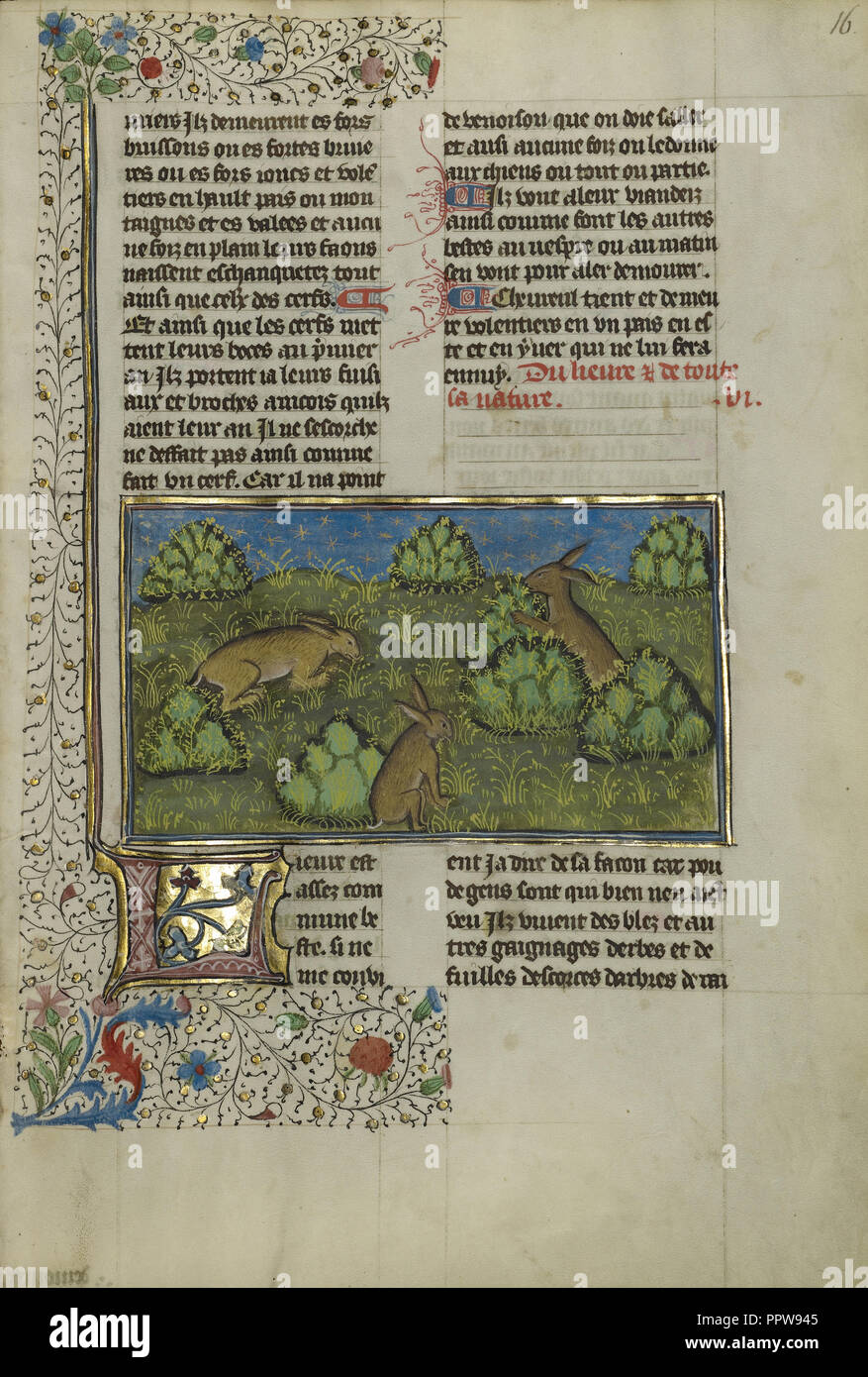 Hares leaf hi-res stock photography and images - Alamy