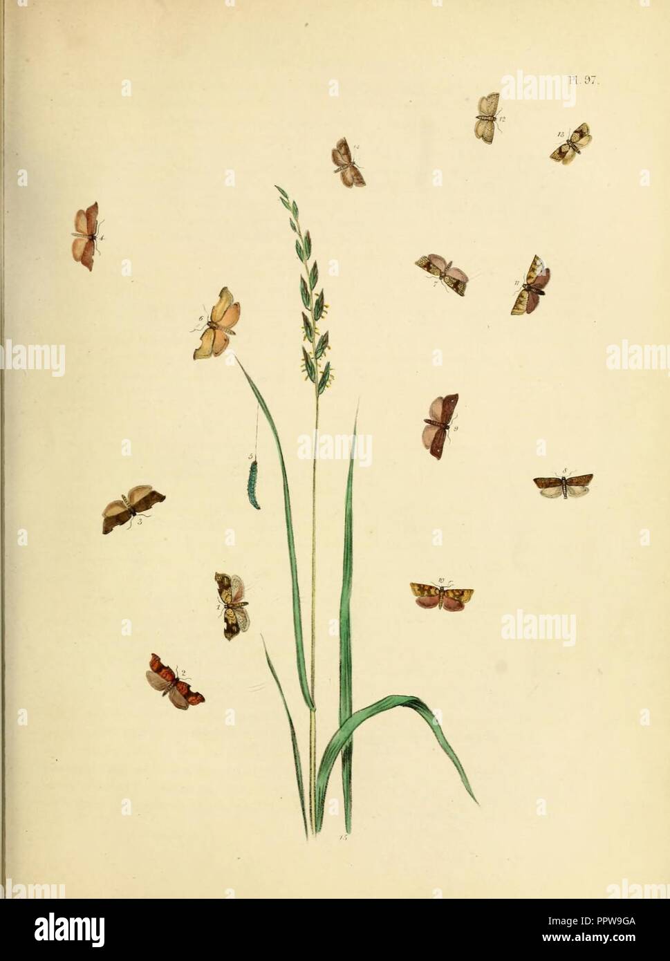 British moths and their transformations (Pl. 97 Stock Photo - Alamy