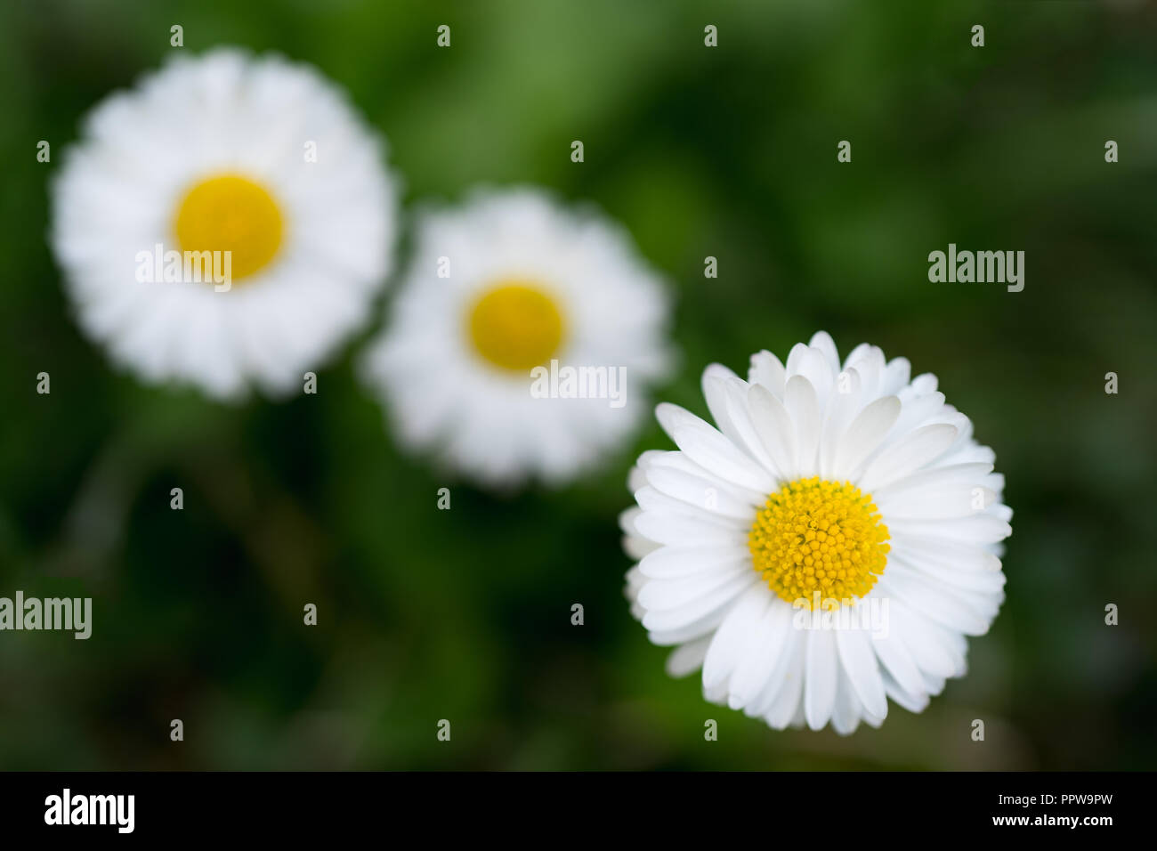 Three camomile flowers in a row. Shallow depth of field. Sticking out ... Three camomile flowers in a row. Shallow depth of field. Sticking out ...