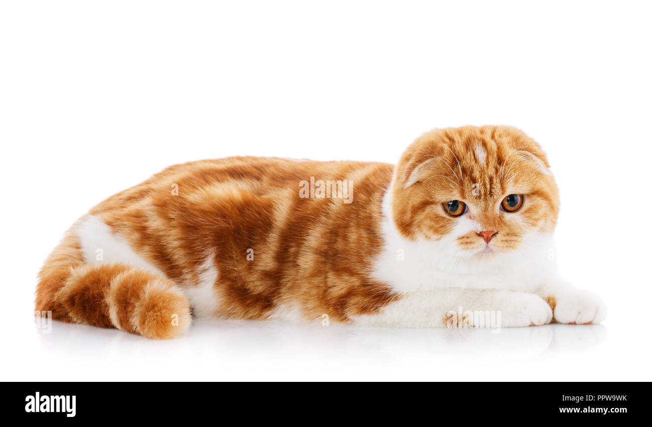 Beautiful purebred fluffy proud cat, kitten portrait of Scottish cat ...
