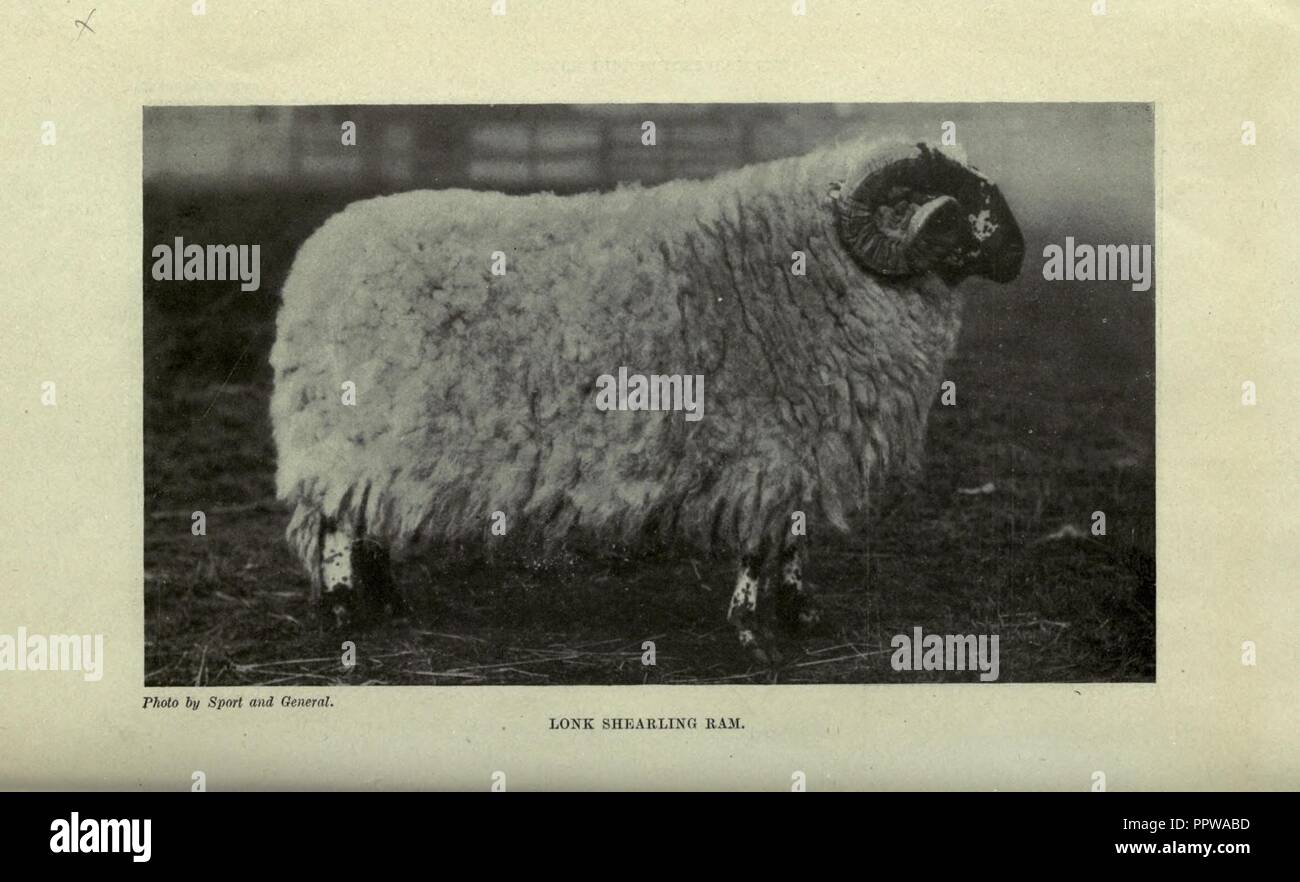 British sheep and shepherding Stock Photo - Alamy