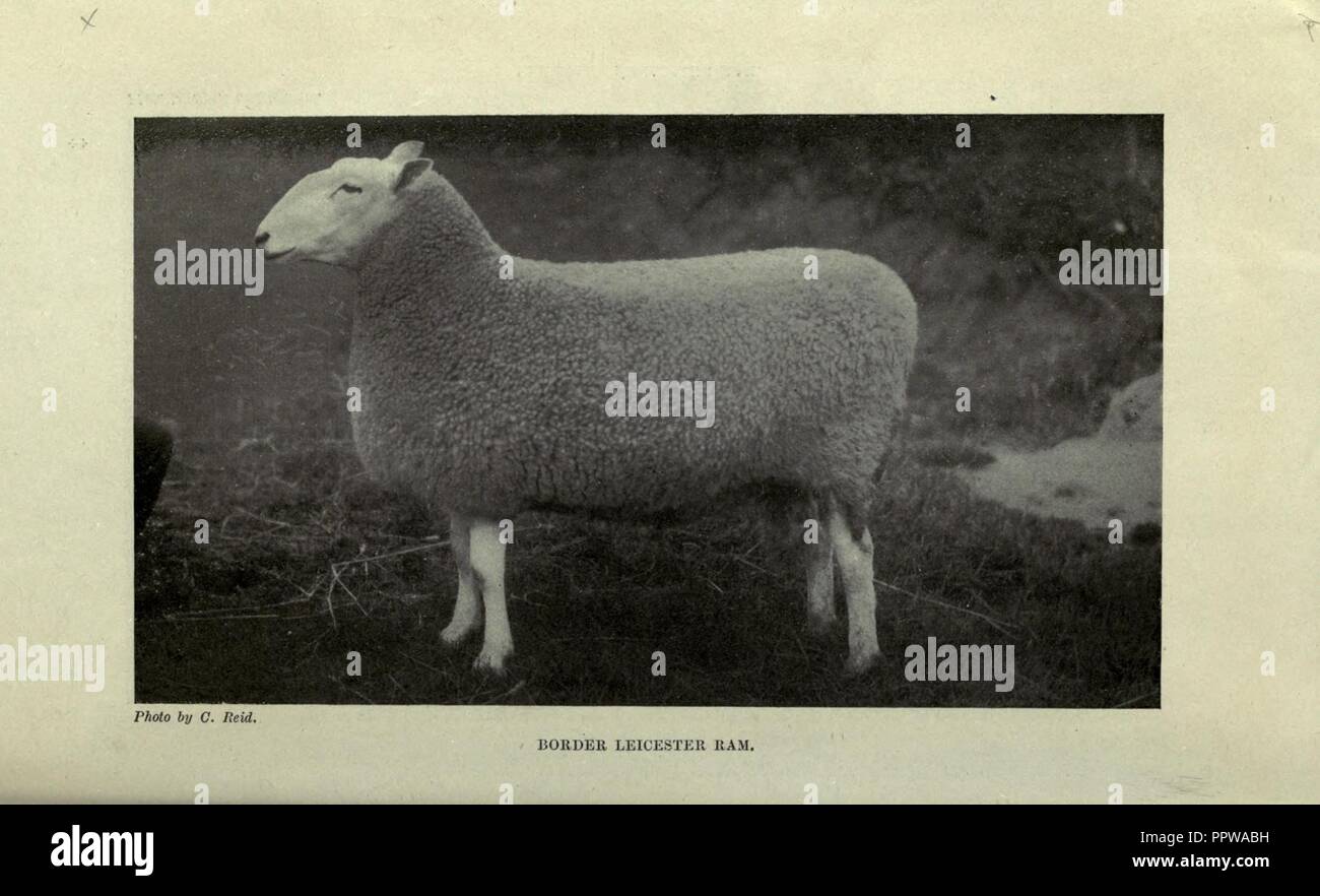 British sheep and shepherding Stock Photo - Alamy