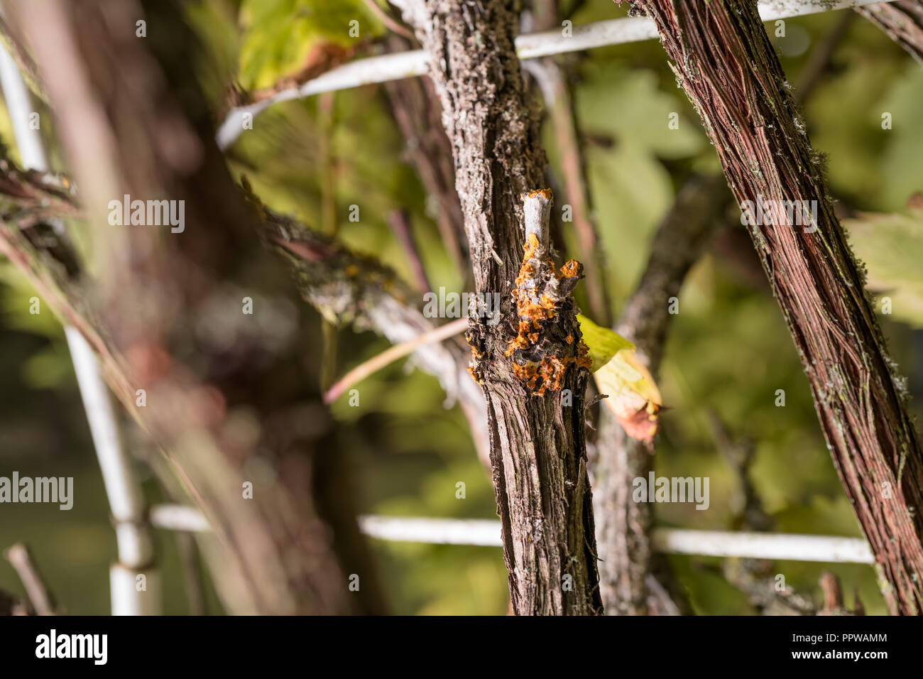 Organic green grape tree plant in autumn or fall. Natural grown vines ...