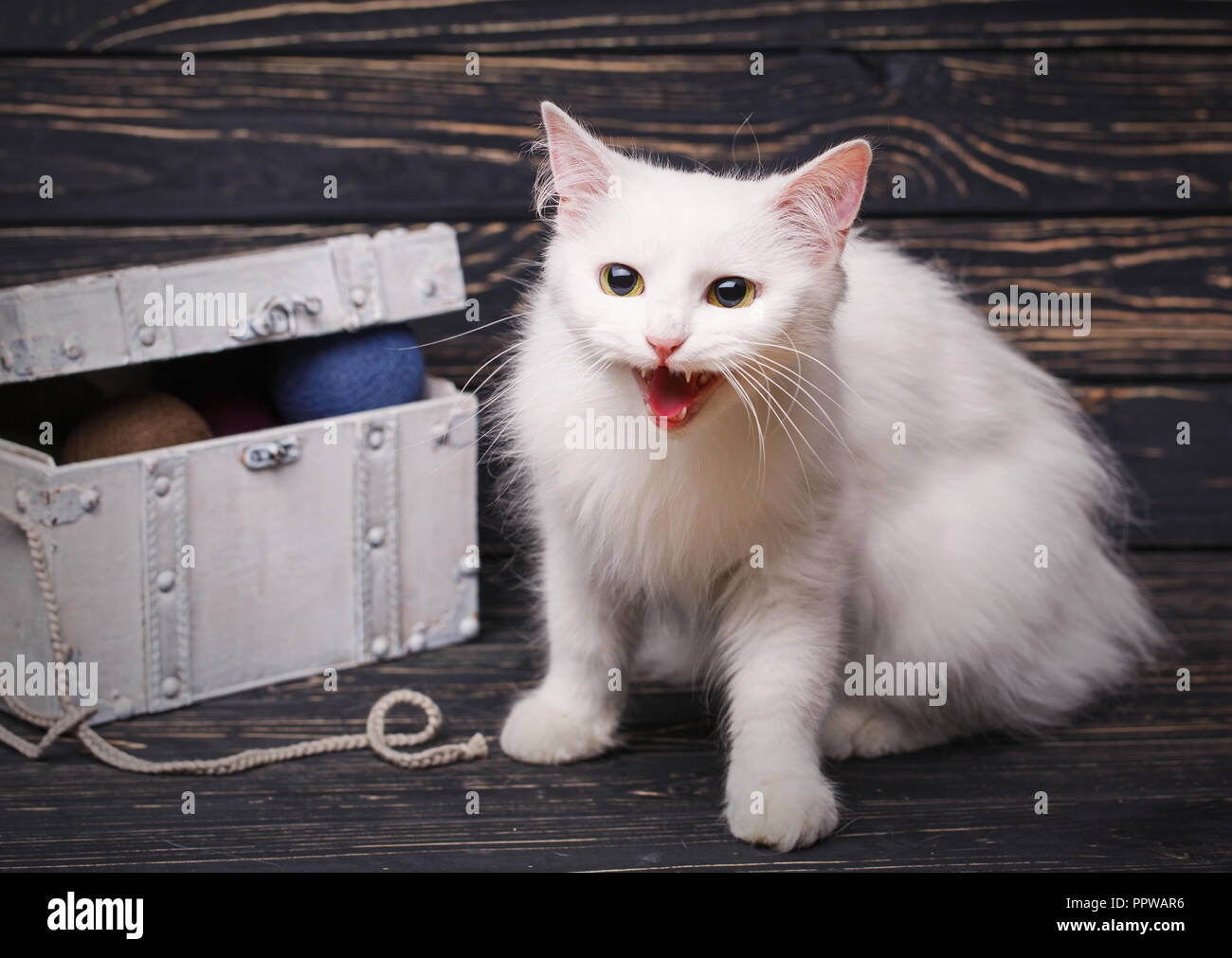 Cat on chest hi-res stock photography and images - Alamy