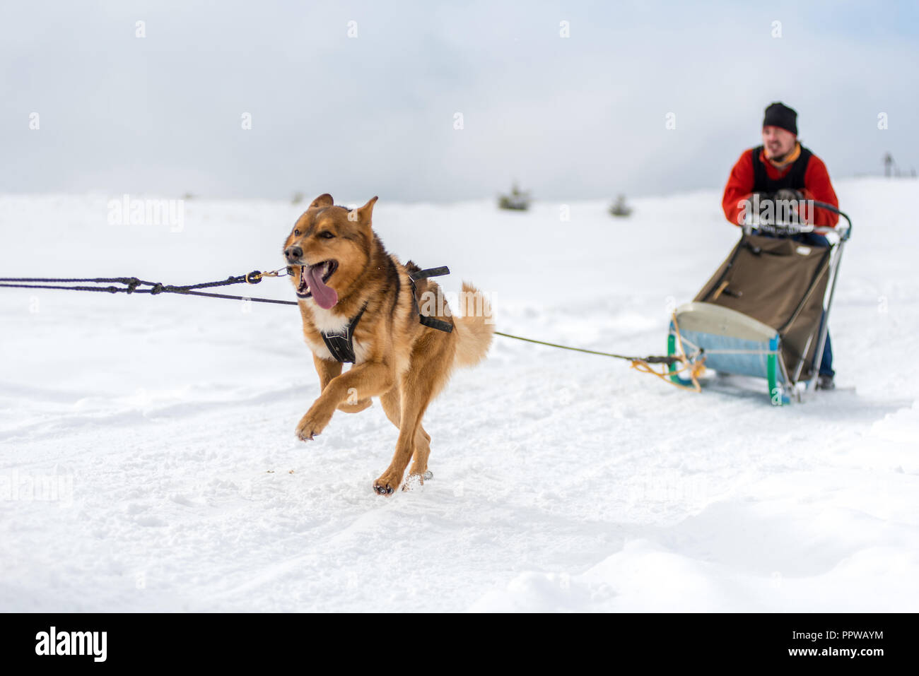 Siberian husky dog dog show hi-res stock photography and images - Alamy