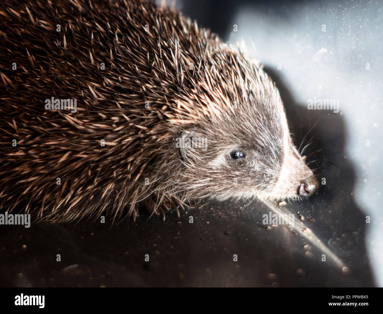 snout detail of a scared hedgehog Stock Photo - Alamy
