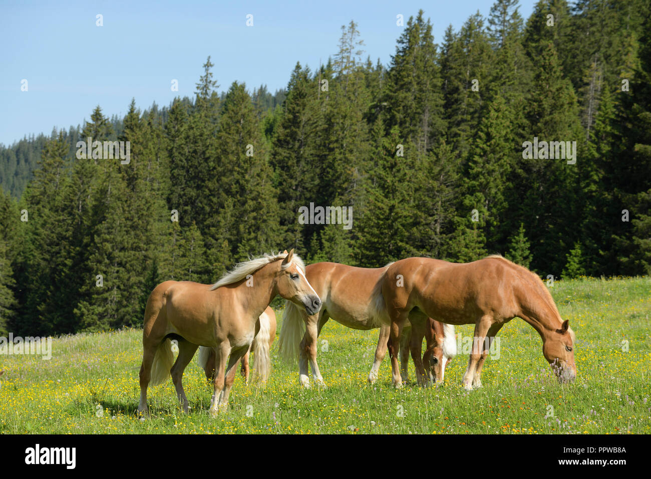 Multiple horse hi-res stock photography and images - Alamy