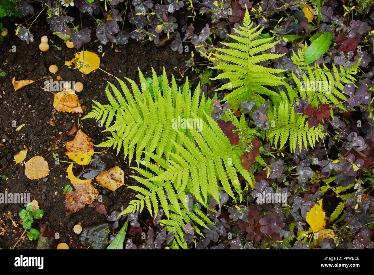 fern, sour hare cabbage autumn carpet of leaves raindrops. brown green ...