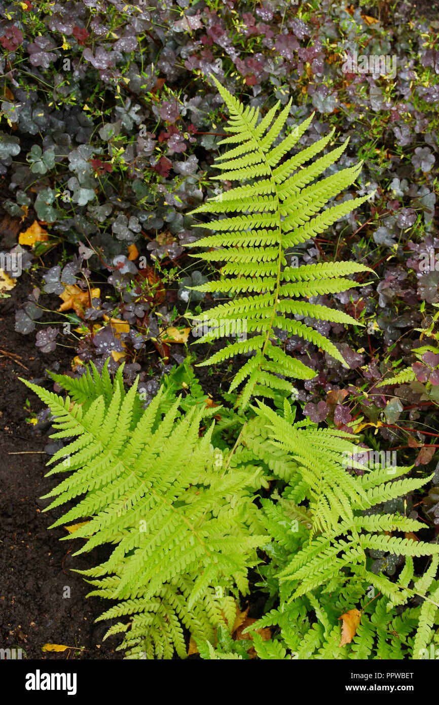 fern, sour hare cabbage autumn carpet of leaves raindrops. brown green ...