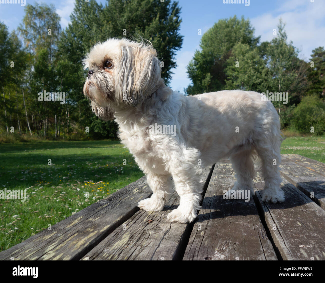 Mimi the shih tzu hi-res stock photography and images - Alamy