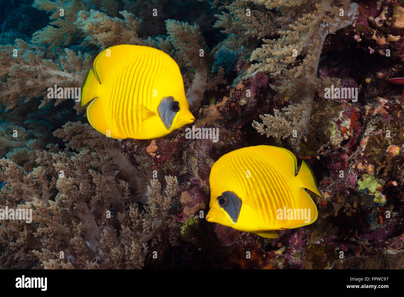 Lemon butterflyfish hi-res stock photography and images - Alamy