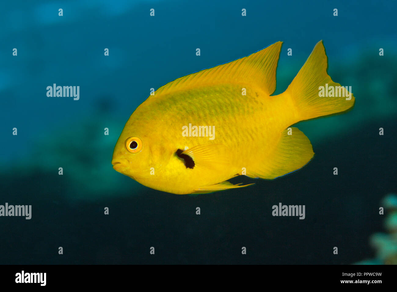 Lemon Damsel, Pomacentrus sulfureus, Giftun Island, Red Sea, Egypt ...