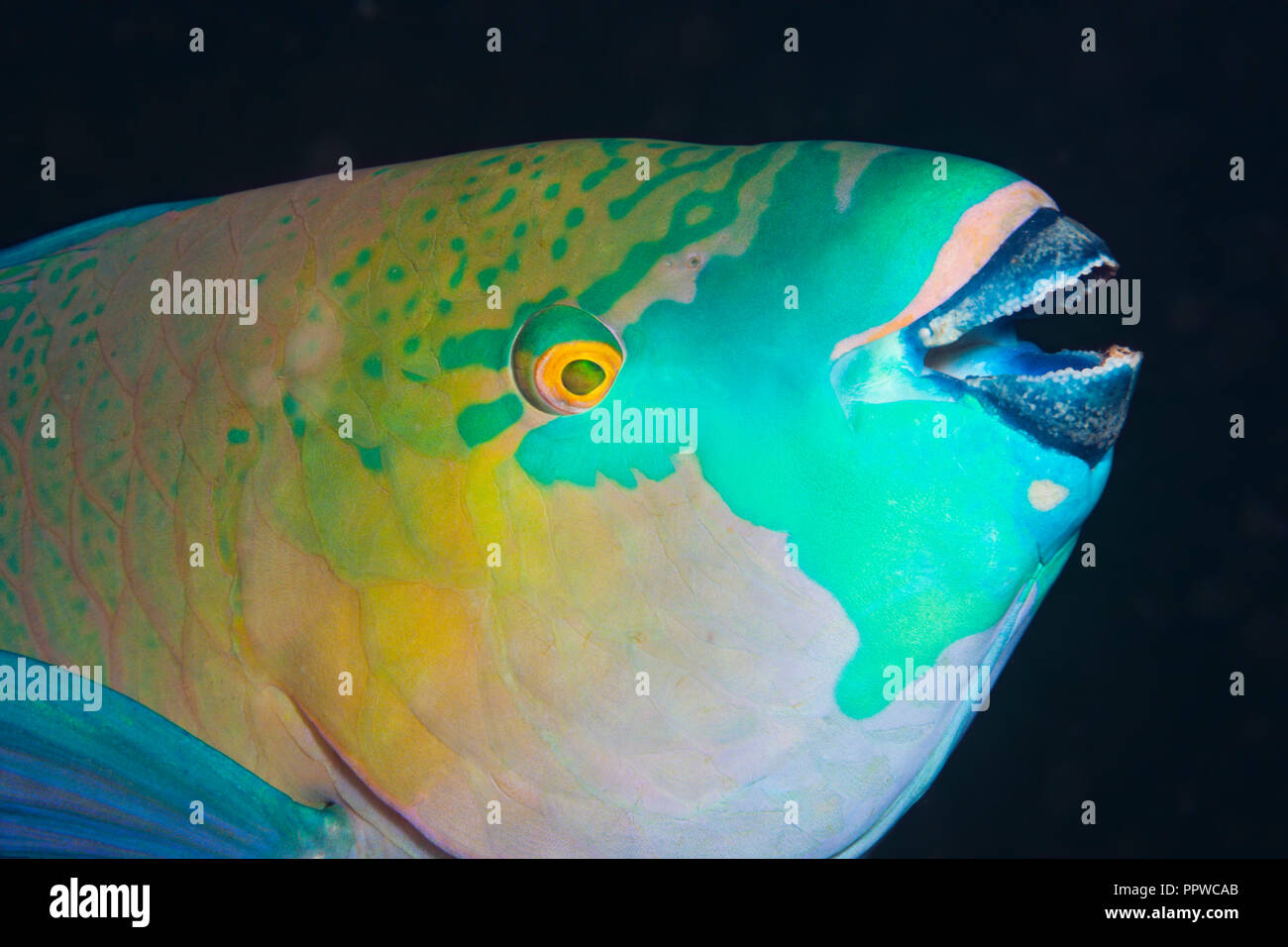 Red sea parrot fish hi-res stock photography and images - Alamy