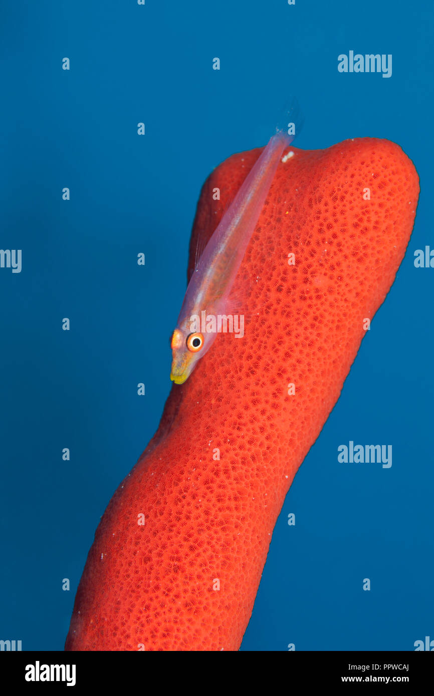 Ghost Goby on Sea Sponge, Bryaninops ridens, Giftun Island, Red Sea ...