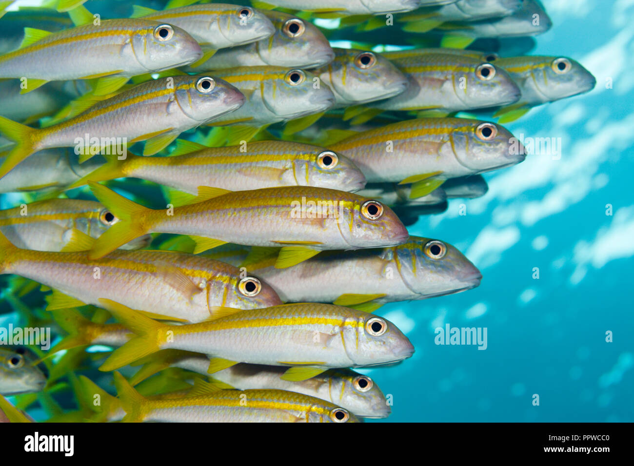 Shoal of Yellowfin Goatfish, Mulloidichthys vanicolensis, Brother ...