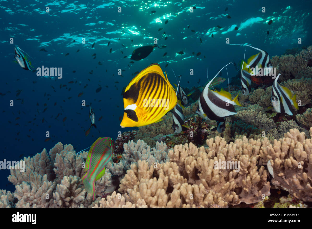 Red Sea Racoon Butterflyfish and Bannerfish, Chaetodon fasciatus ...