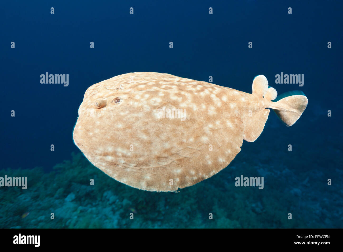 Electric Ray, Torpedo panthera, Brother Islands, Red Sea, Egypt Stock ...