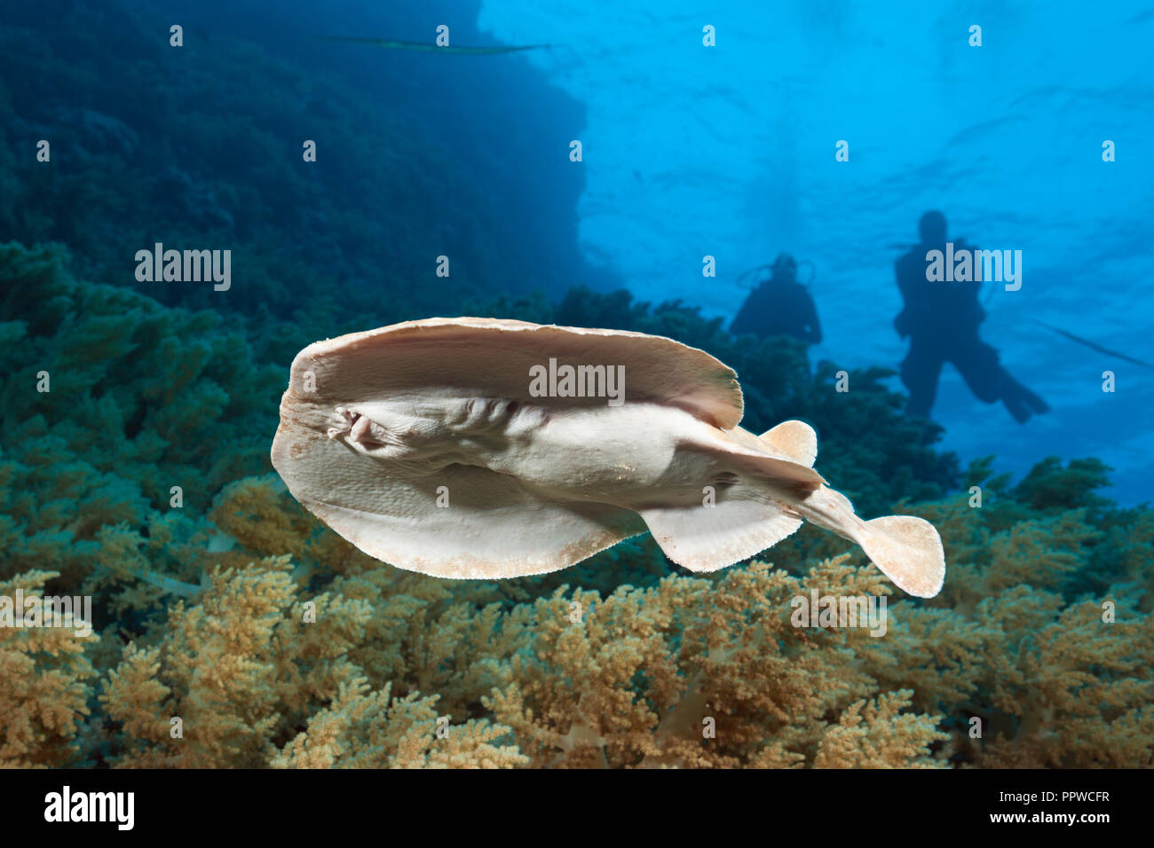 Electric Ray, Torpedo panthera, Brother Islands, Red Sea, Egypt Stock ...