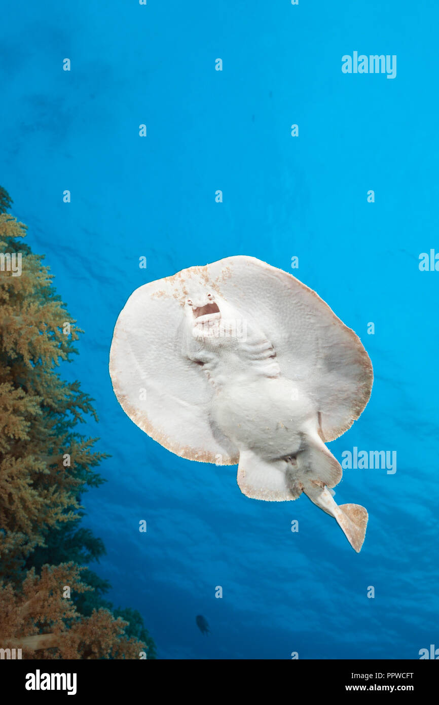 Marine torpedo hi-res stock photography and images - Alamy