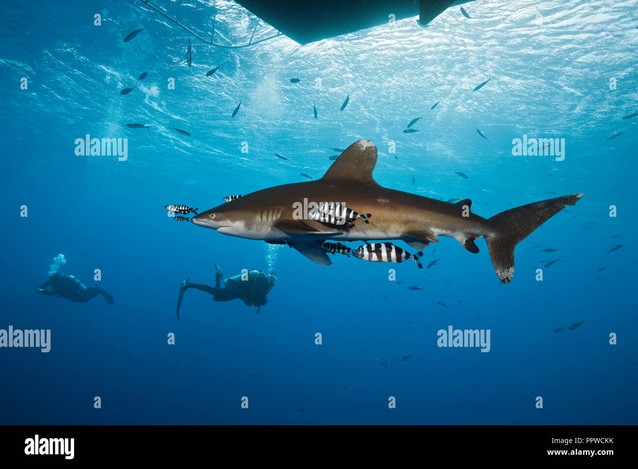 Oceanic Whitetip Shark below Liveaboard, Carcharhinus longimanus ...