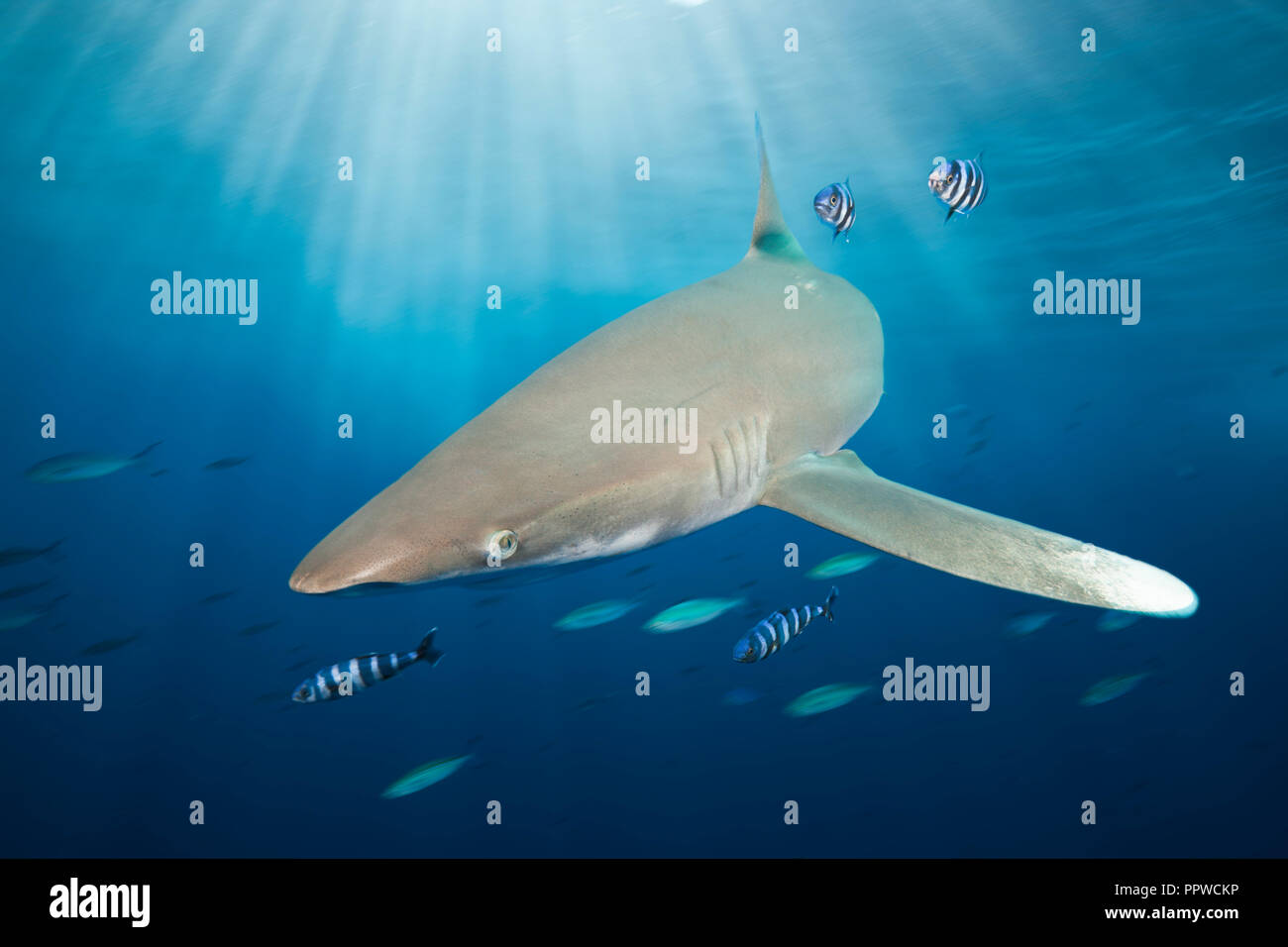 Oceanic Whitetip Shark, Carcharhinus longimanus, Brother Islands, Red ...