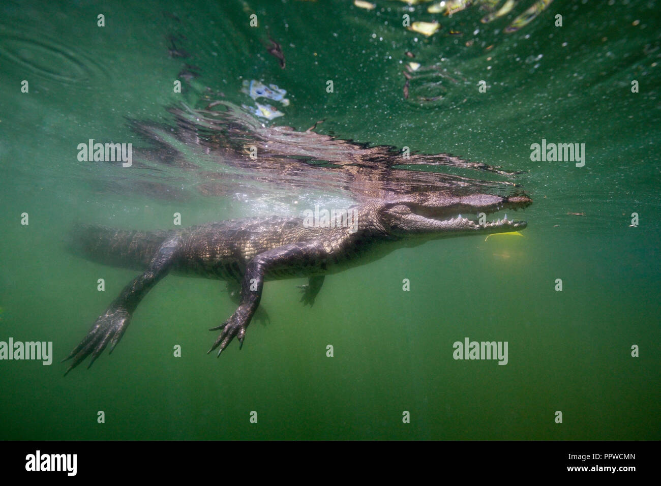 Juvenile American Crocodile, Crocodylus acutus, Florida, Everglades ...