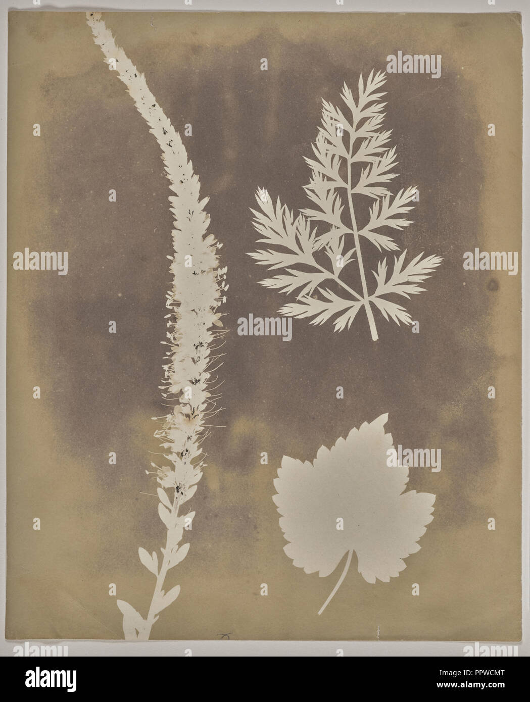 Arrangement of Botanical Specimens; William Henry Fox Talbot, English ...