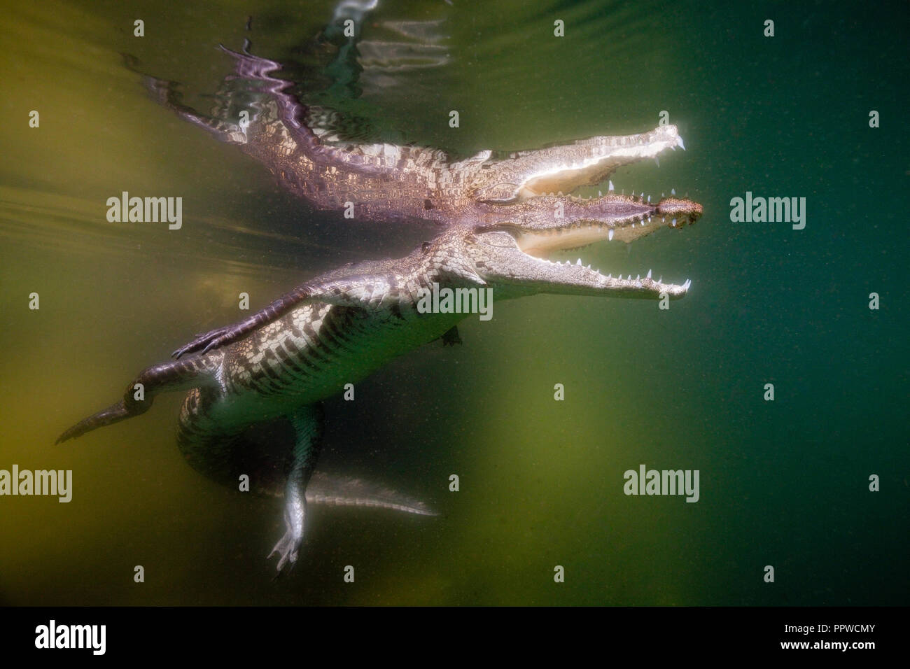 Juvenile American Crocodile, Crocodylus acutus, Florida, Everglades ...