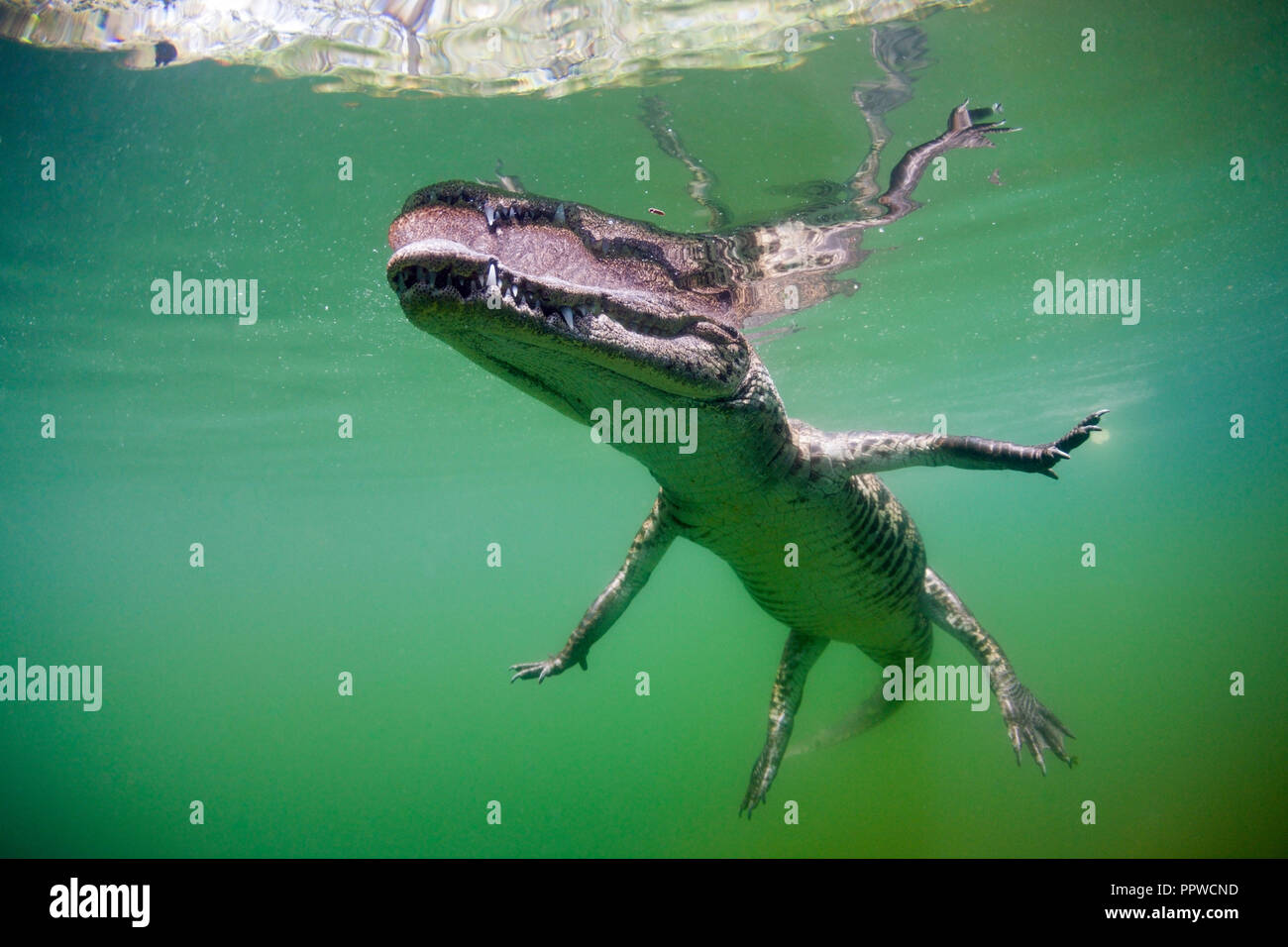 Juvenile American Crocodile, Crocodylus acutus, Florida, Everglades ...