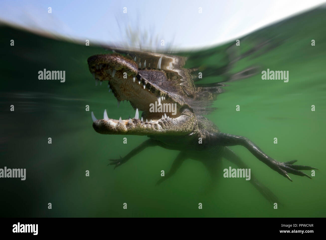 Juvenile American Crocodile, Crocodylus acutus, Florida, Everglades ...