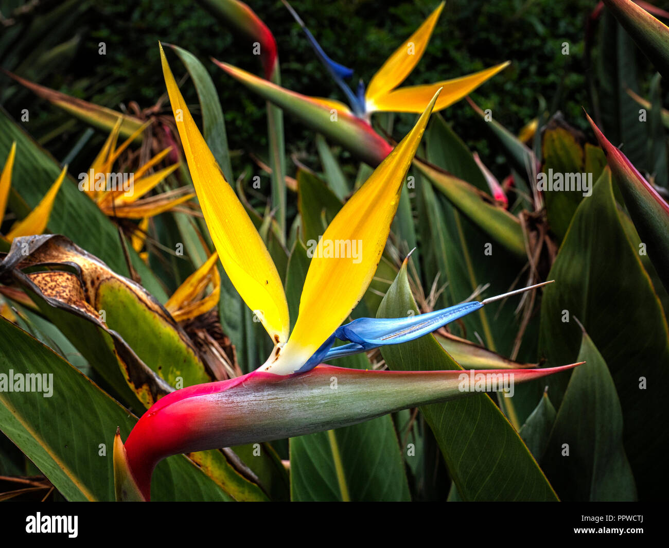 Strelitzia, bird-of-paradise flower, in the Kirstenbosch National ...