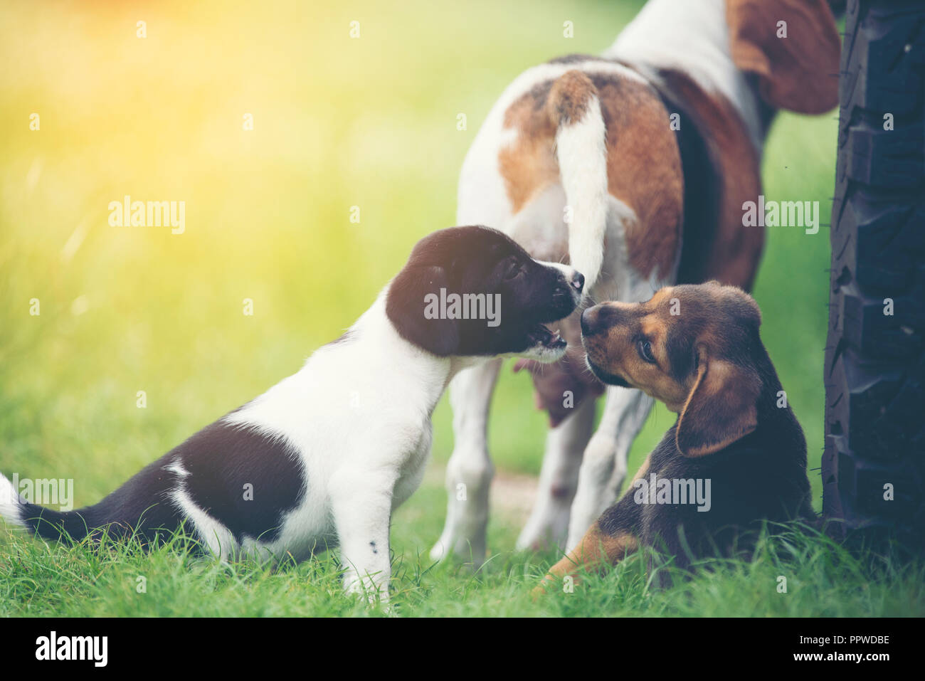 dog on the street. Autumn, the beagle, flowers Stock Photo - Alamy