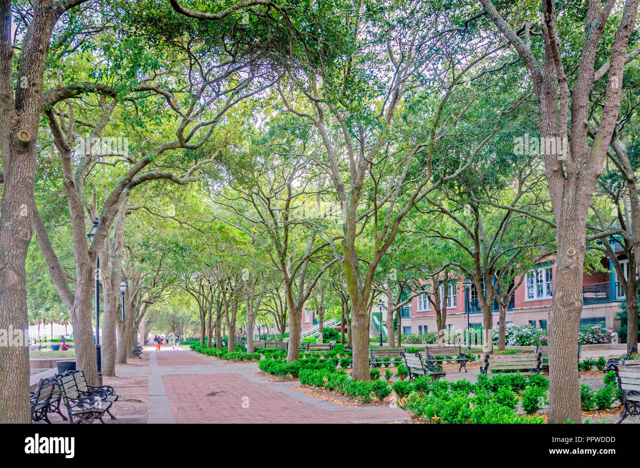 Tree lined brick sidewalk hi-res stock photography and images - Alamy