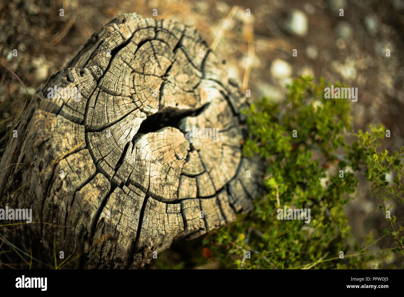 Old stump hi-res stock photography and images - Alamy