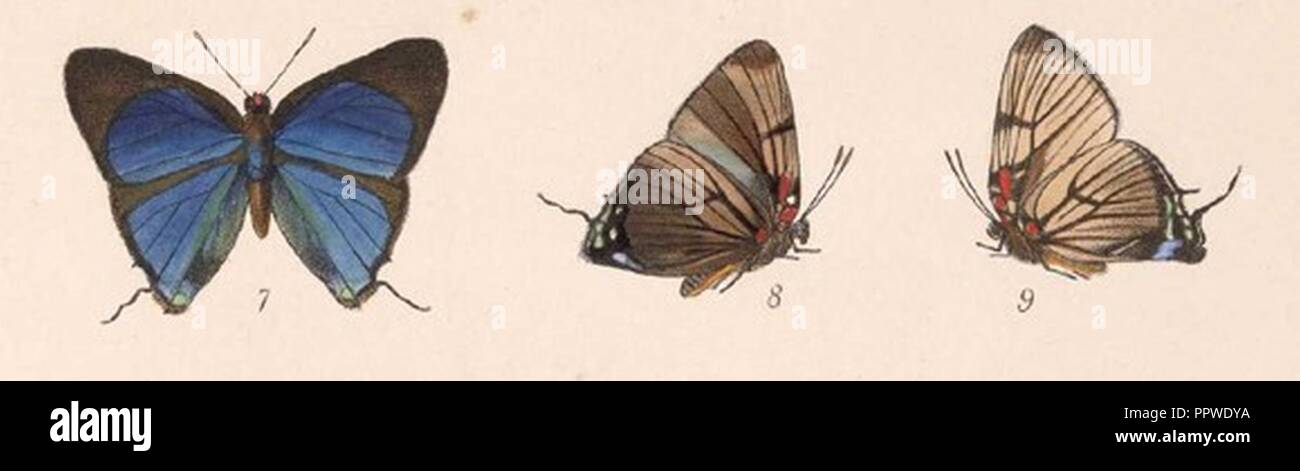 Coccineifrons hi-res stock photography and images - Alamy