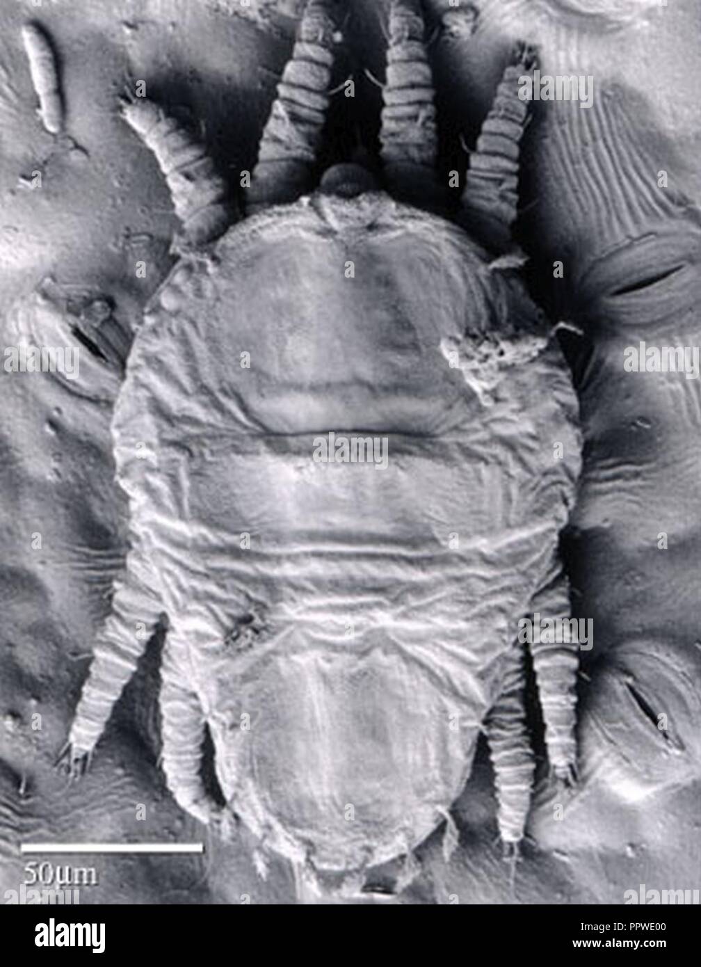 Phoenicis hi-res stock photography and images - Alamy