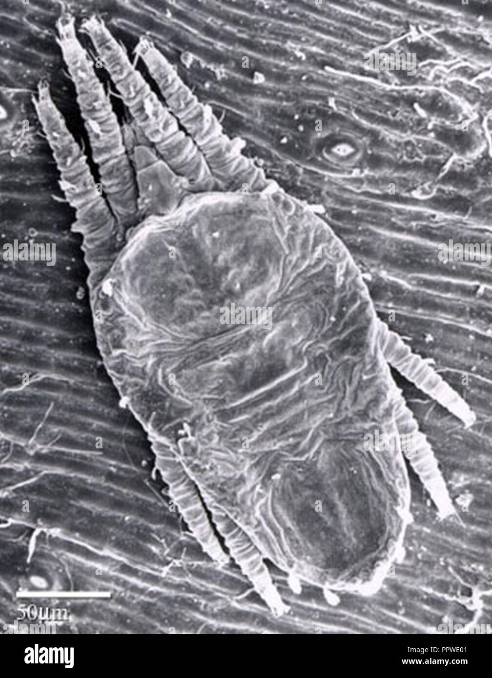 Phoenicis hi-res stock photography and images - Alamy