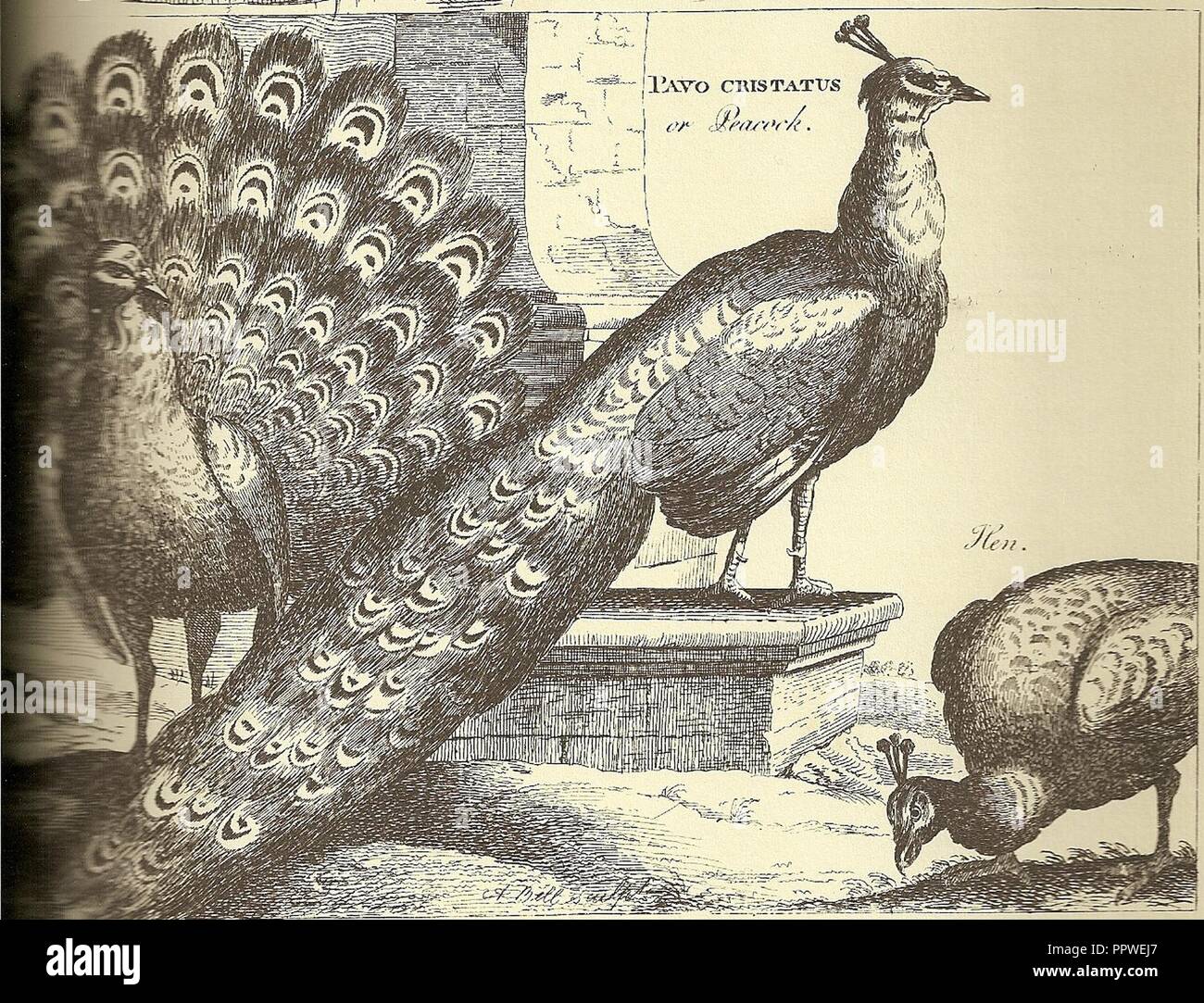 Bottom of plate CXLII from 1st Encyclopaedia Britannica Stock Photo - Alamy