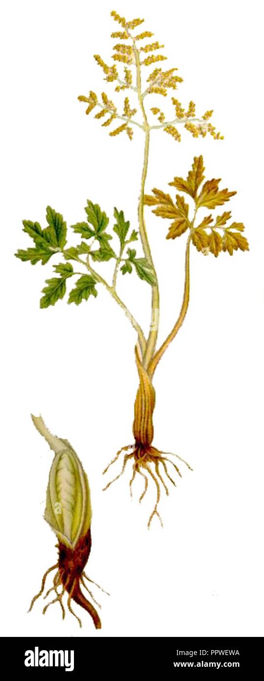 Botrychium multifidum nf Stock Photo - Alamy