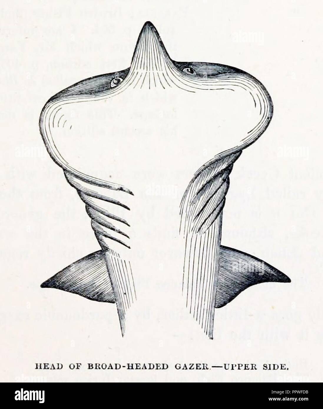 Broad headed gazer aka basking shark from above Stock Photo - Alamy