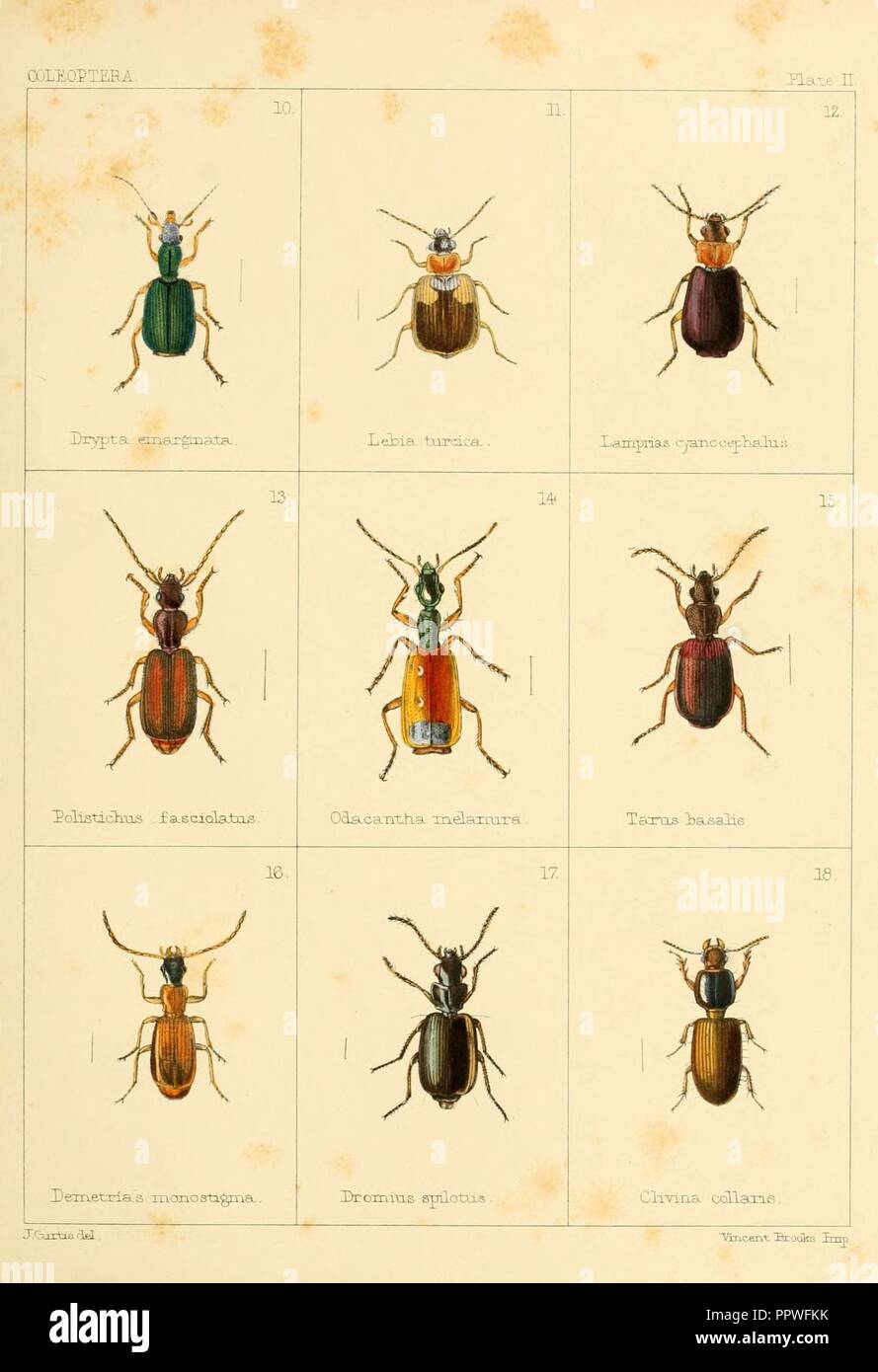 British beetles (Plate II Stock Photo - Alamy