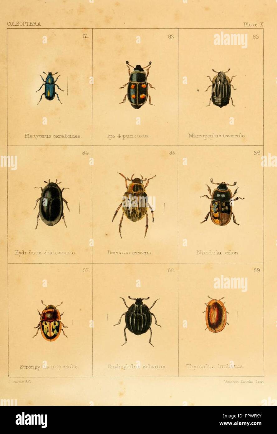 British beetles (Plate X Stock Photo - Alamy