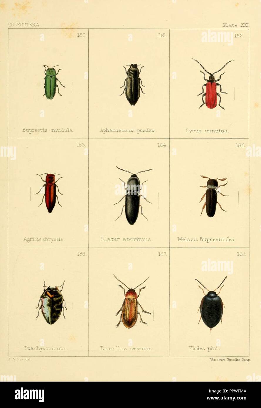 British beetles (Plate XXI Stock Photo - Alamy