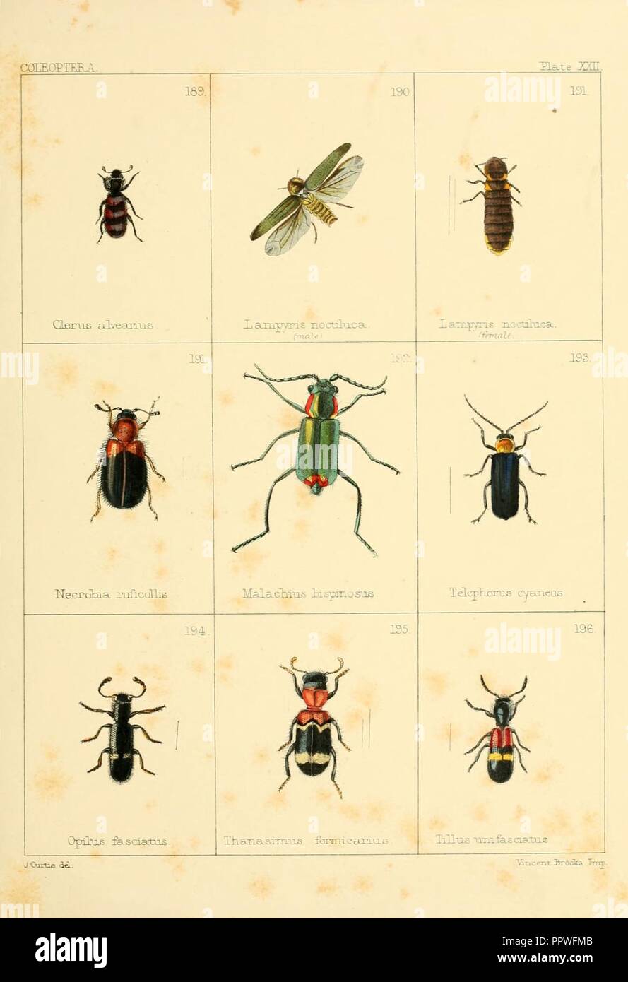 British beetles (Plate XXII Stock Photo - Alamy