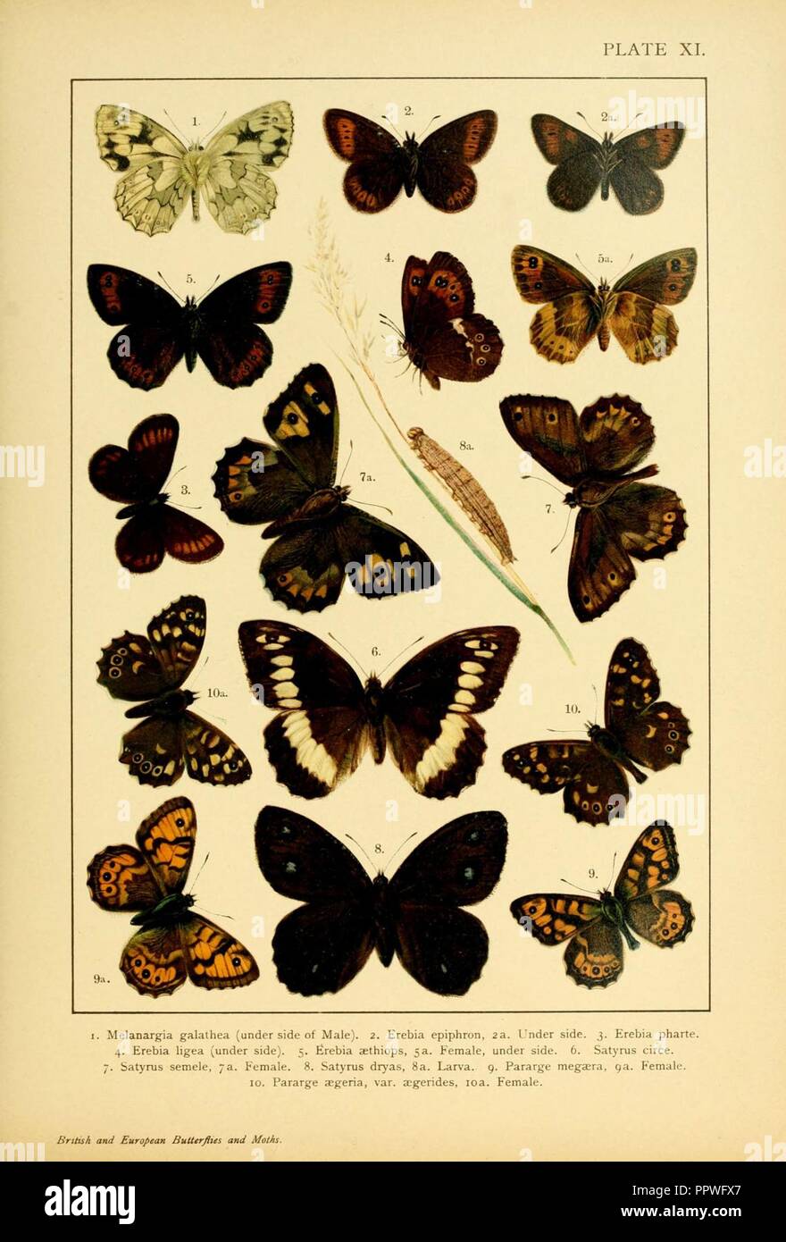 British and European butterflies and moths (Macrolepidoptera) (Plate XI ...