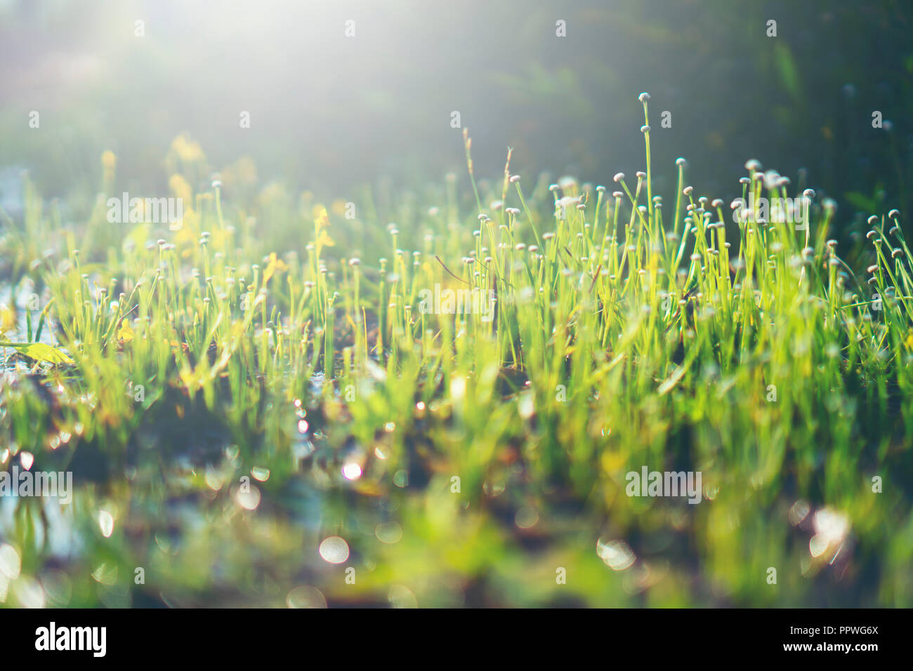 minimal flower grass, nature background Stock Photo - Alamy
