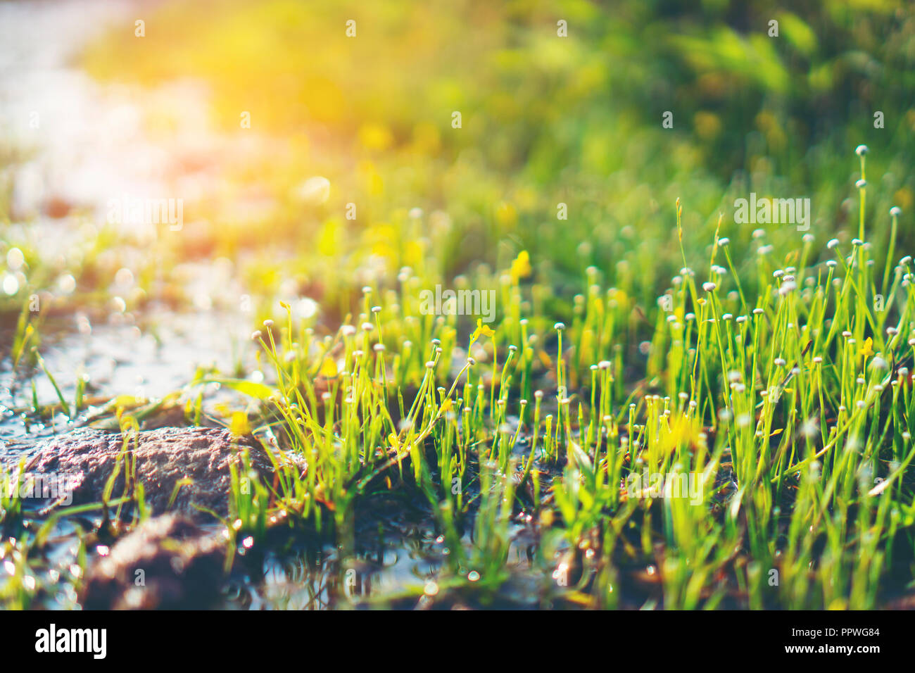 minimal flower grass, nature background Stock Photo - Alamy