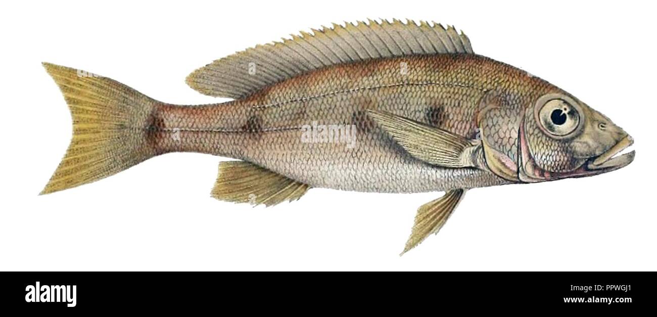 Microlepis hi-res stock photography and images - Alamy