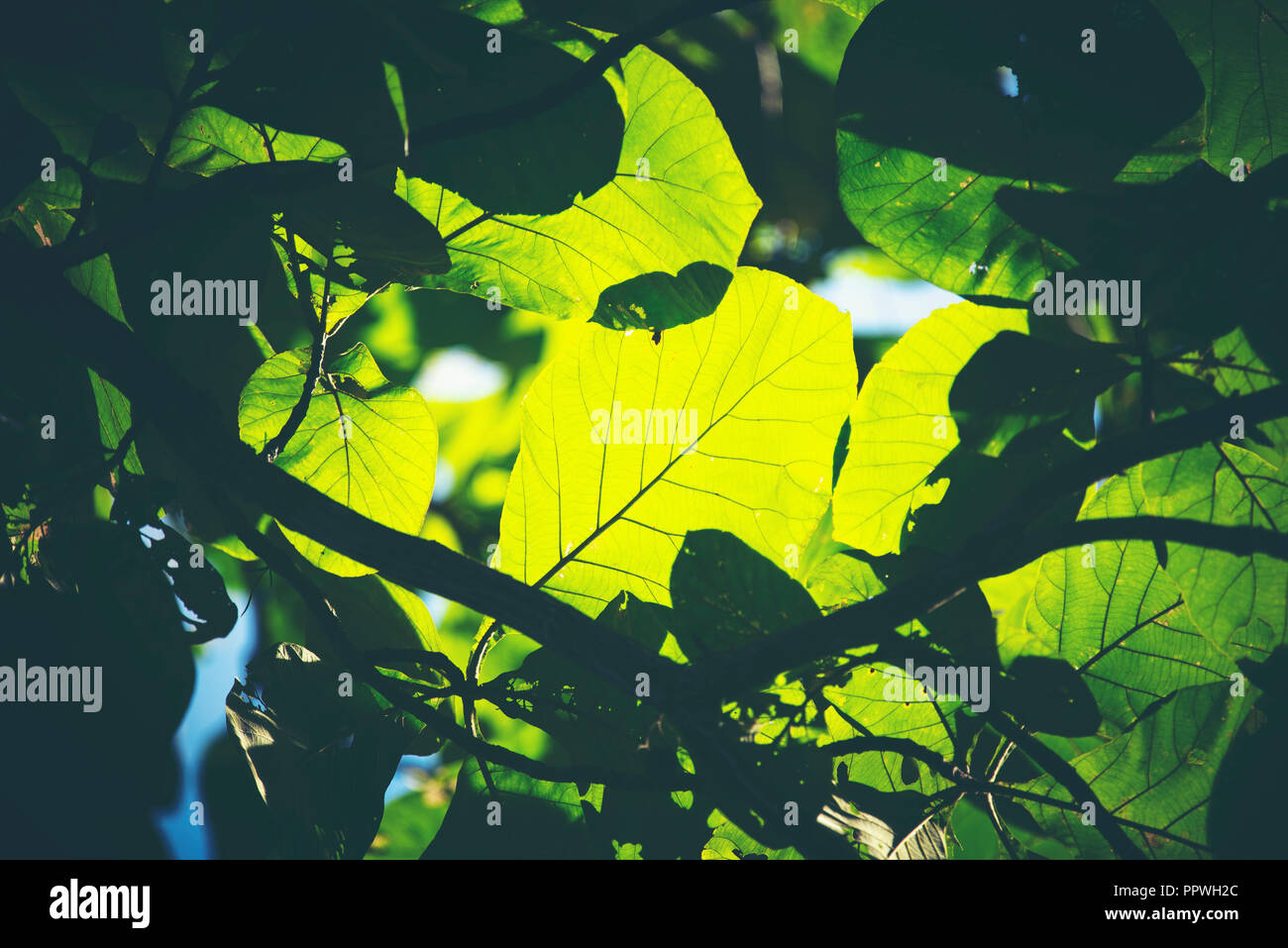 Green leaf, Rim Light Stock Photo - Alamy